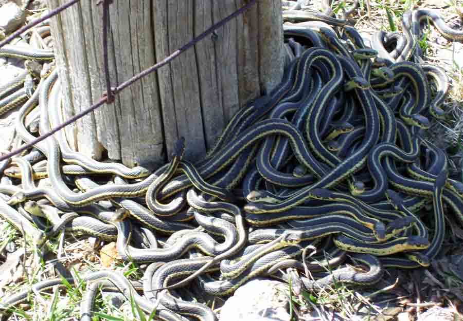 Garter Snakes Emerge, Have Love Fest, Depart. A Rite of Spring.