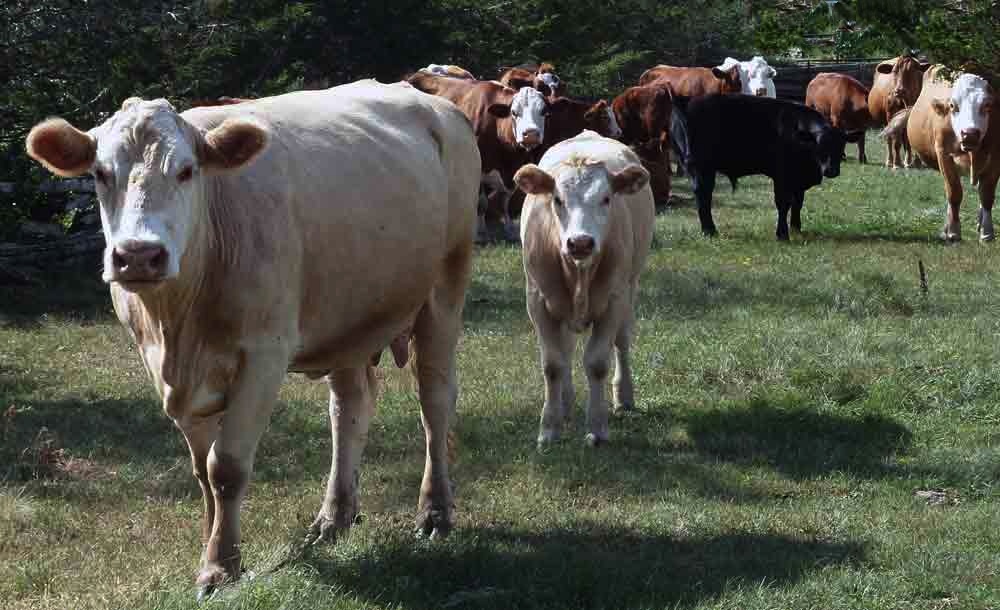 I am an Agister. Hint: Old English. Has to do with Cattle
