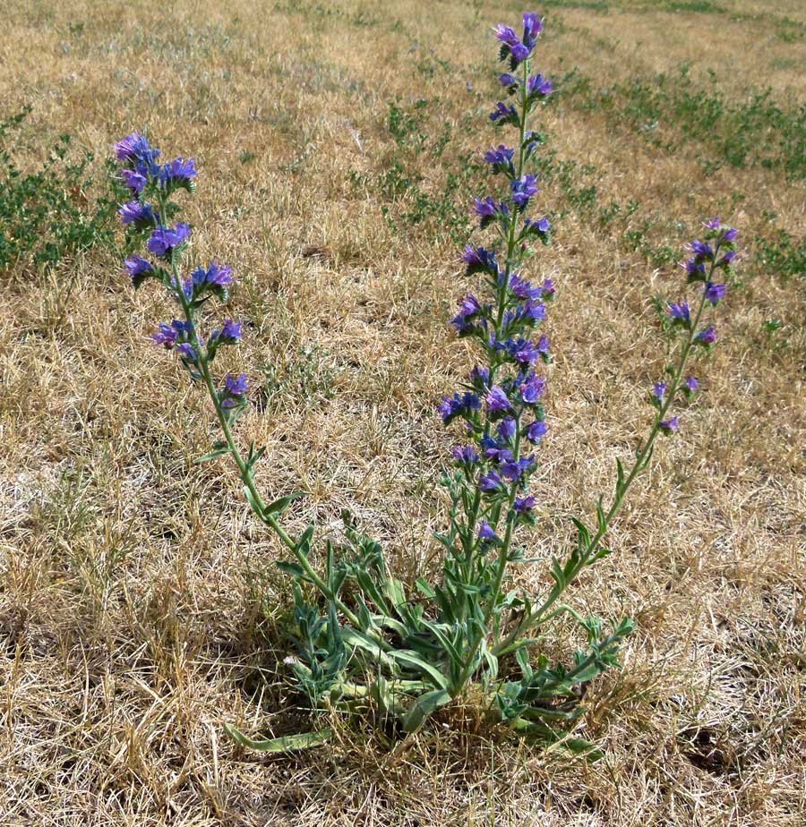 Fav Wildflower Name: Viper’s Bugloss