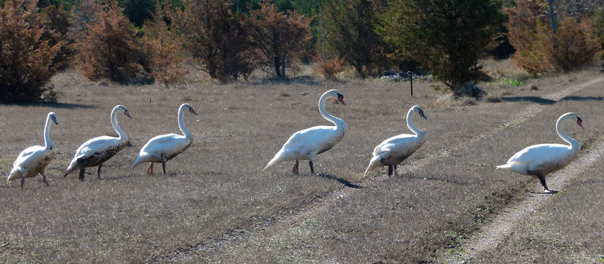 Drought Update: The Swans are Moving Out